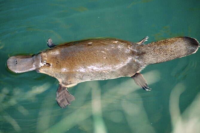 Eco Wildlife Two-Day Tour  Platypus & Kangaroos - Key Points