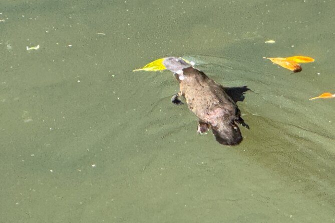 Eco Wildlife Two-Day Tour  Platypus & Kangaroos - Why This Tour Offers Real Value