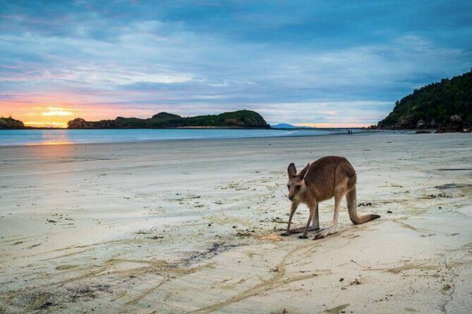Eco Wildlife Two-Day Tour  Platypus & Kangaroos - The Sum Up