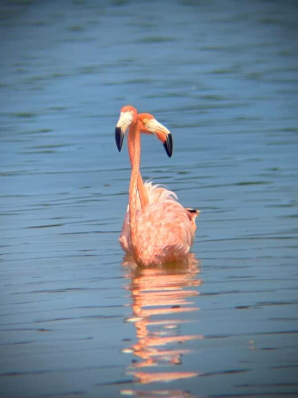 ECOSAFARI: Explore the mangroves, flamingos and crocodiles. - Discovering the Ria Lagartos Ecosystem