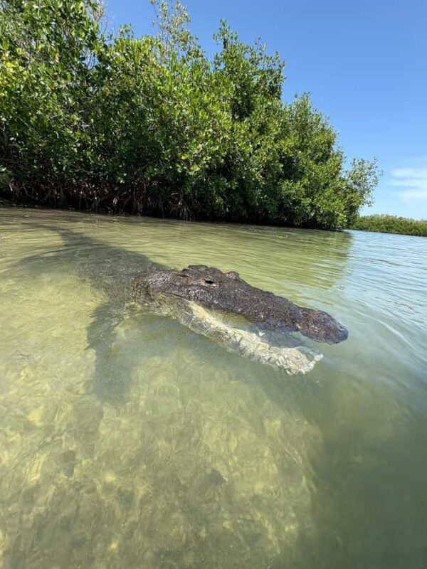 ECOSAFARI: Explore the mangroves, flamingos and crocodiles. - The Mayan Clay Bath Experience