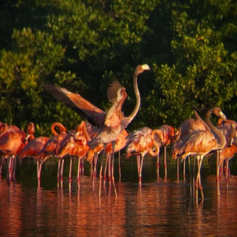 ECOSAFARI: Explore the mangroves, flamingos and crocodiles. - Practical Details and Value