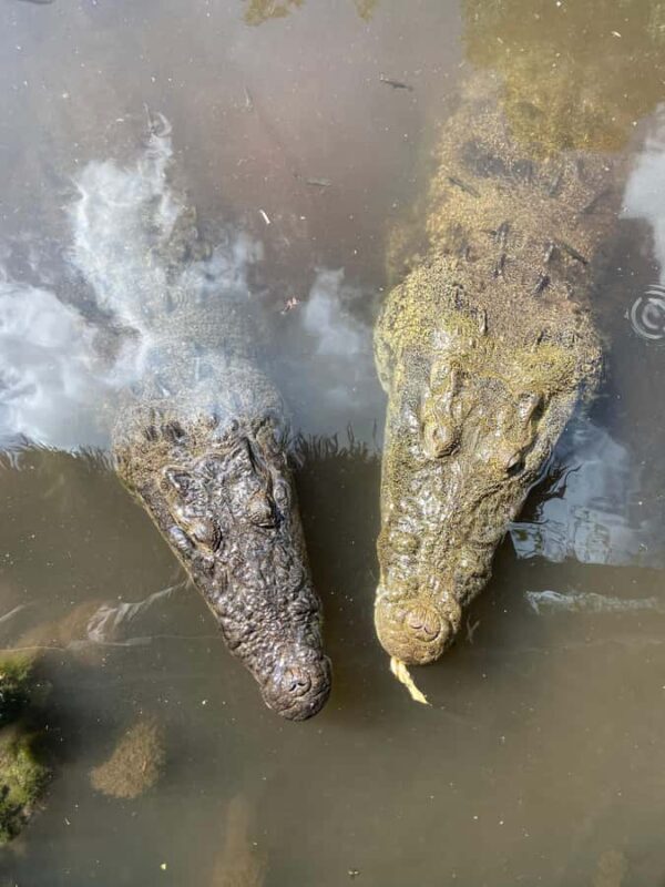 ECOSAFARI: Explore the mangroves, flamingos and crocodiles. - Final Thoughts