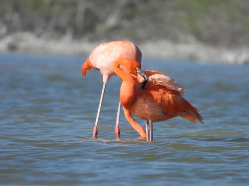 ECOSAFARI: Explore the mangroves, flamingos and crocodiles. - FAQs