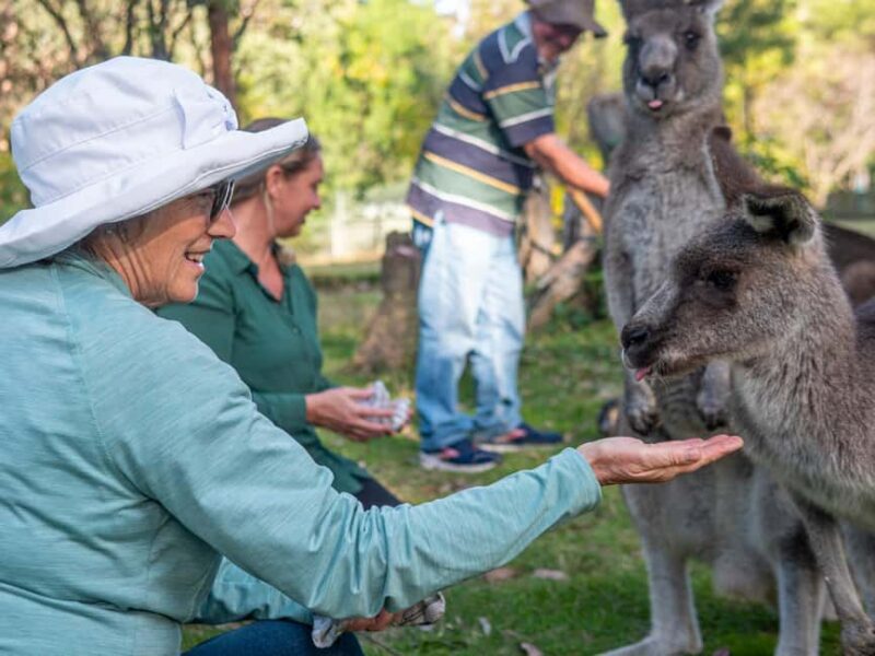 Eden: Panboola Wetlands and Potoroo Palace Tour with Lunch - Analyzing the Value