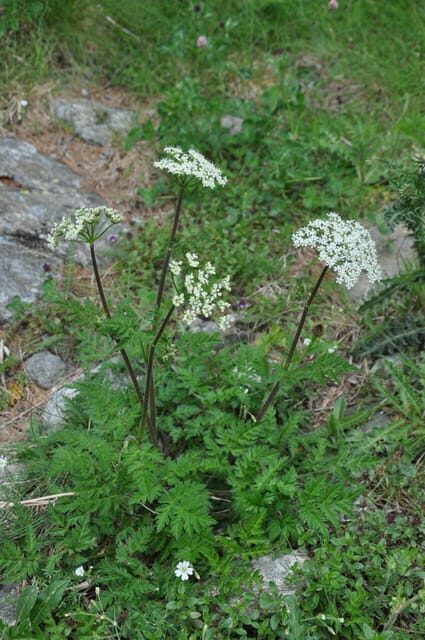 EDIBLE SPONTANEOUS PLANTS - Setting out on a Botanical Adventure in the Aosta Valley