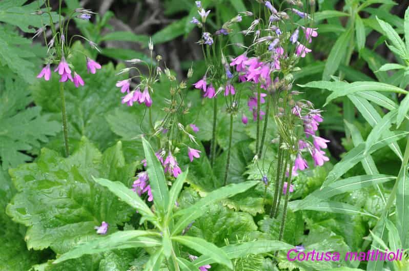 EDIBLE SPONTANEOUS PLANTS - The Itinerary Breakdown