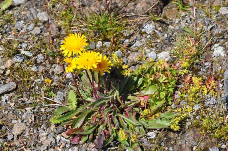 EDIBLE SPONTANEOUS PLANTS - Authentic Experiences and Genuine Value