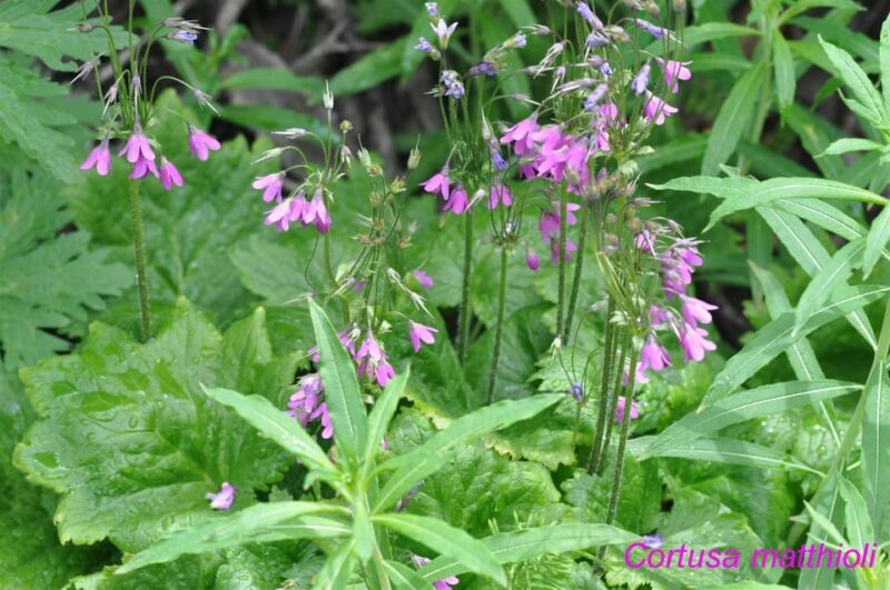EDIBLE SPONTANEOUS PLANTS - Final Thoughts