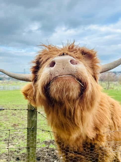 Edinburgh: Highland Cow, Blackness Castle, and Cake Tour - Afternoon Tea and Homemade Cake