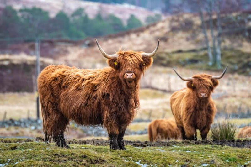 Edinburgh: Highland Lochs, Glens & Hairy Coo's (Small Group) - Key Points