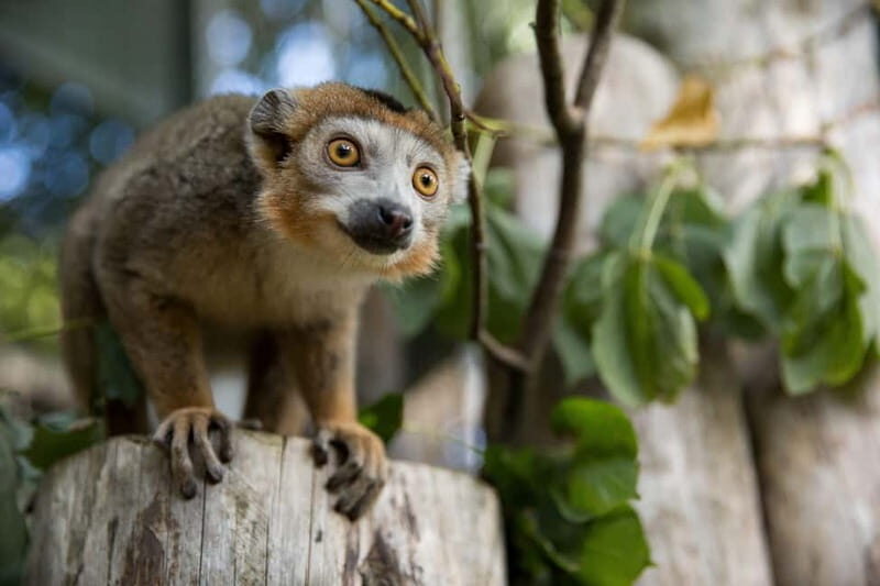 Edinburgh: Late Night Edinburgh Zoo Entry Ticket - Key Points