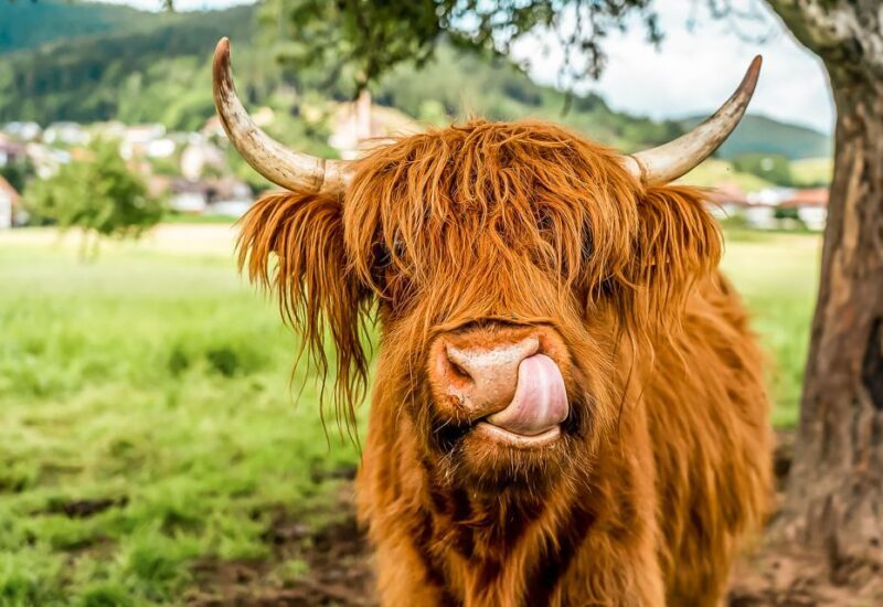 Edinburgh: Loch Ness, Glencoe & the Scottish Highlands Tour - The Itinerary Explored