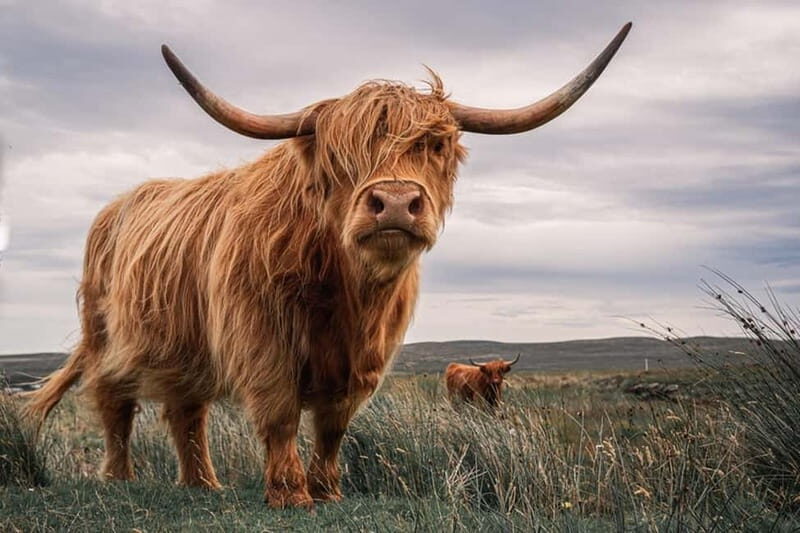 Edinburgh: Loch Ness, Inverness & Highlands Tour in Spanish - Exploring the Highlands: Glencoe and Beyond