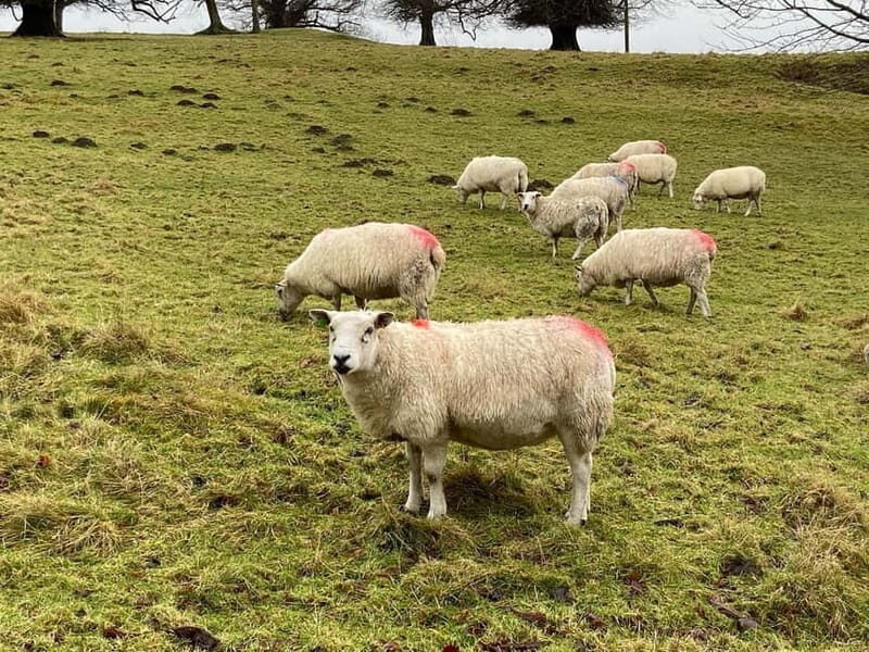 Edinburgh: St. Andrews and Fife Day Trip with Sheepdog. - An Introduction to the Trip