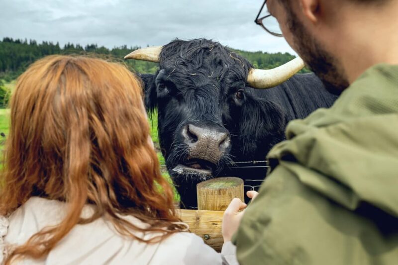 Edinburgh to Scottish Highlands: Whisky, Views & Hairy Coos - Analyzing the Value