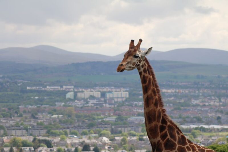 Edinburgh Zoo Entrance Ticket - How the Ticket Works and What It Includes