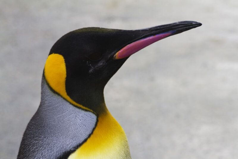 Edinburgh Zoo Entrance Ticket - Animal Highlights and Encounters