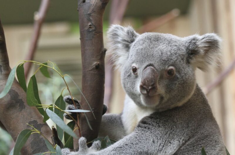 Edinburgh Zoo Entrance Ticket - Additional Facilities and Tips