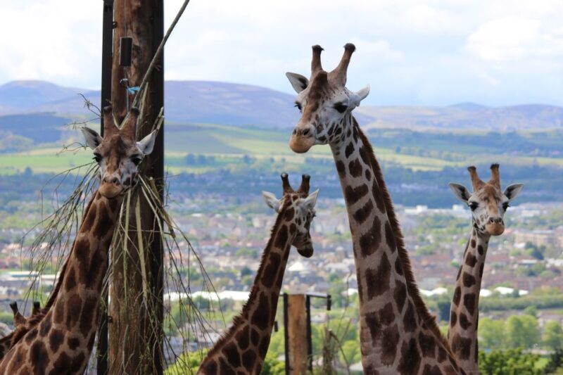 Edinburgh Zoo Entrance Ticket - Authentic Reviews and What They Reveal