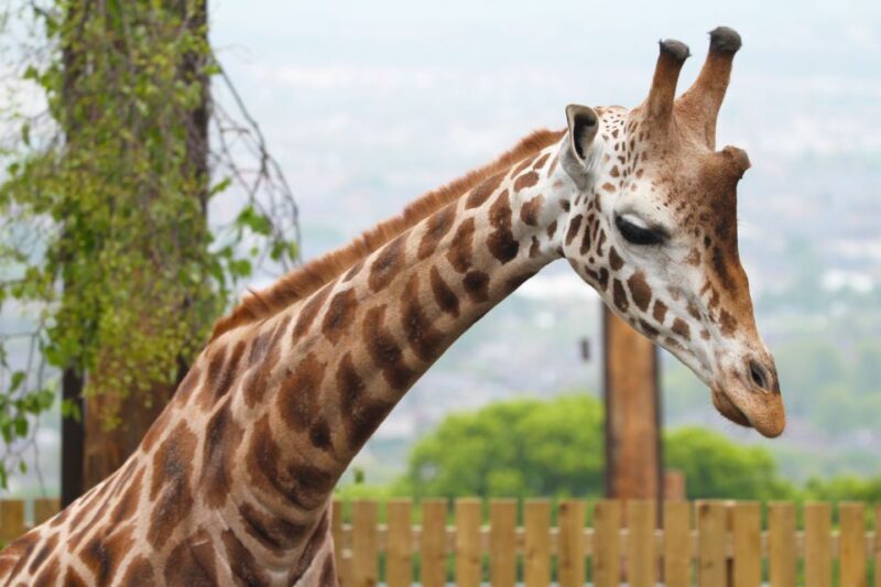 Edinburgh Zoo Entrance Ticket - Who Will Enjoy This Experience?