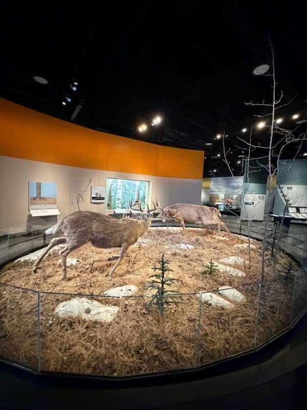 Edmonton: Museums and Muttart Conservatory Tour - The Muttart Conservatory: Edmonton’s Botanical Marvel