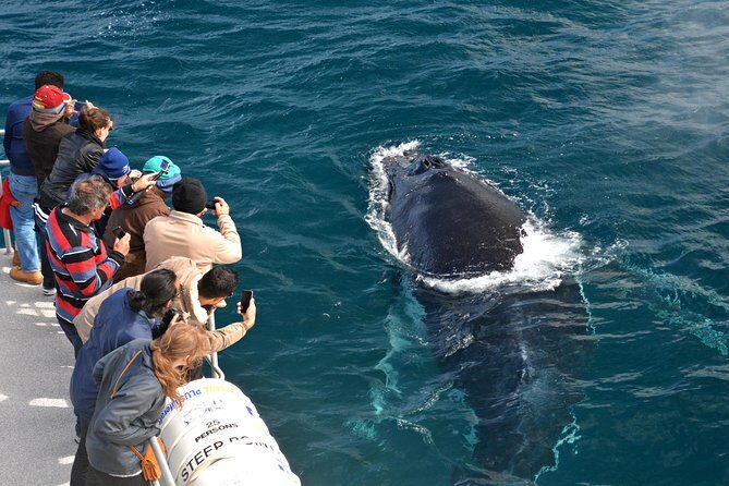 Educational Whale Watching Tour from Perth - Meeting and Starting Your Journey