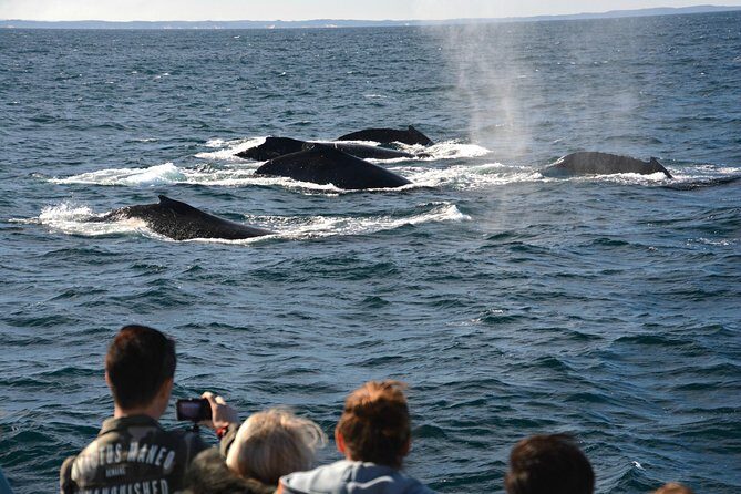 Educational Whale Watching Tour from Perth - Observing the Marine Wildlife