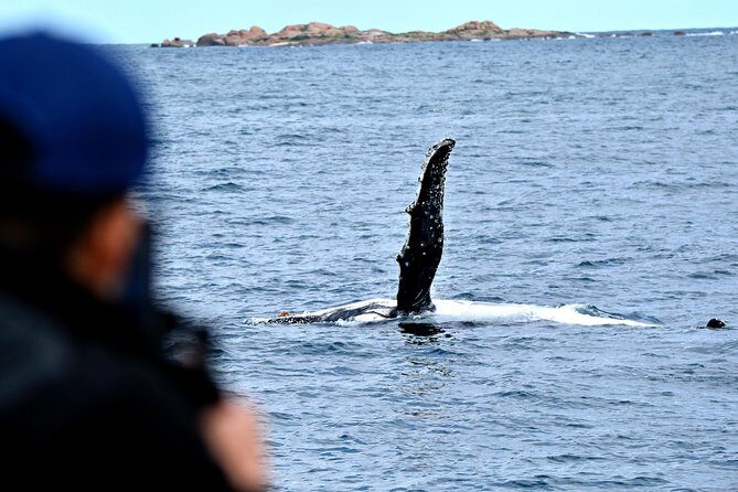 Educational Whale Watching Tour from Perth - Pricing and Value for Money