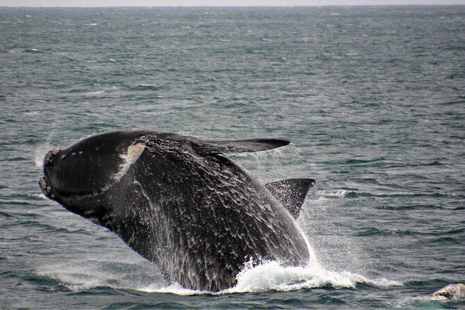 Educational Whale Watching Tour from Perth - Who This Tour is Perfect For
