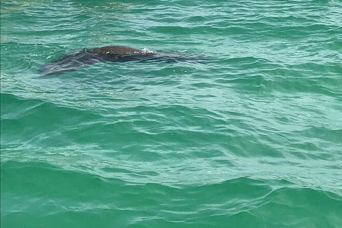 Egmont Key Snorkeling Dolphin Tour - Key Points