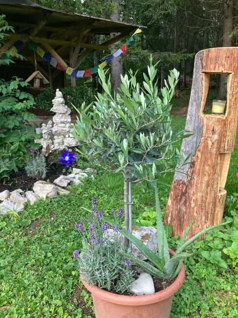 Ehrwald: Time to Relax-Yoga meets Mountain Tour - Authentic Feedback and Unique Highlights