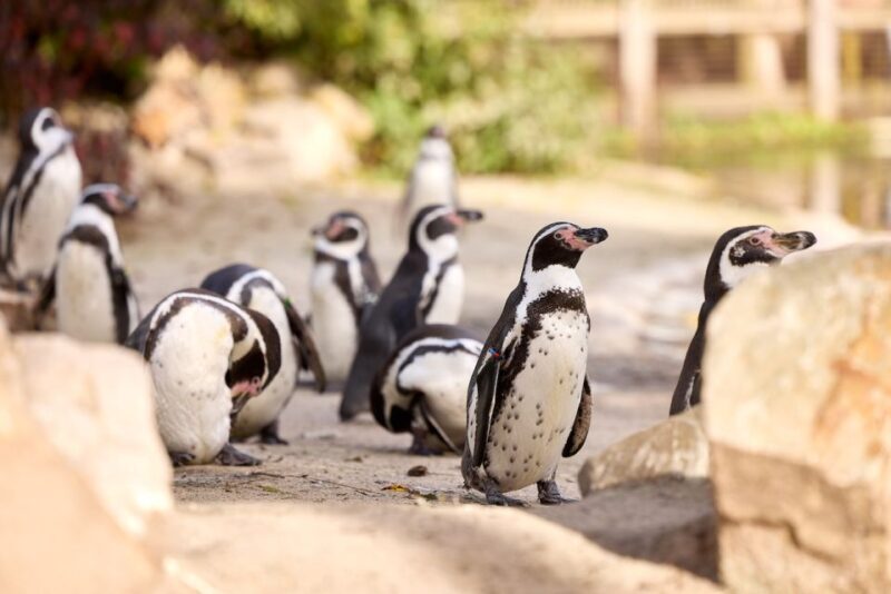 Eindhoven Zoo Entry Ticket - Who Will Love Eindhoven Zoo?