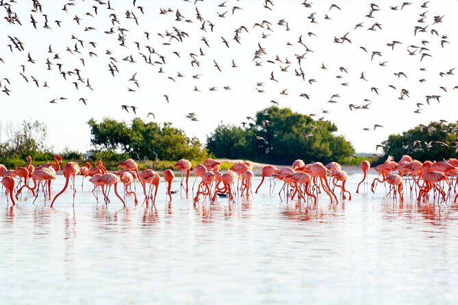 Ek Balam Ruins with Las Coloradas and Rio Lagartos Private Tour - Rio Lagartos: Wildlife and Birdwatching in Action