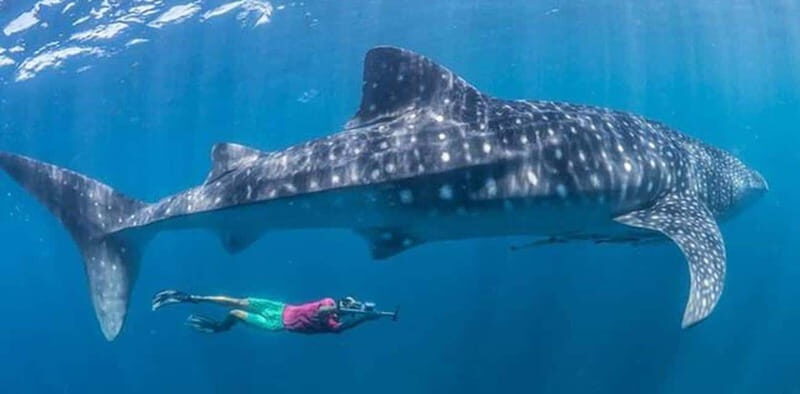 El Cabo: Incredible Private Tour to Espiritu Santo - Is It Worth the Price?