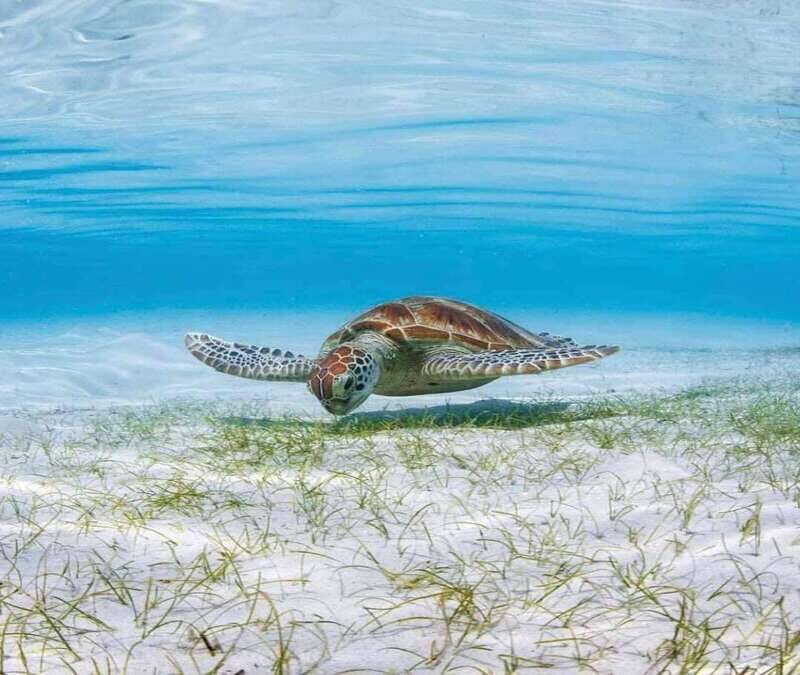 El Cielo and El Cielito in Cozumel with Beach Club, Food, and Open Bar - Frequently Asked Questions