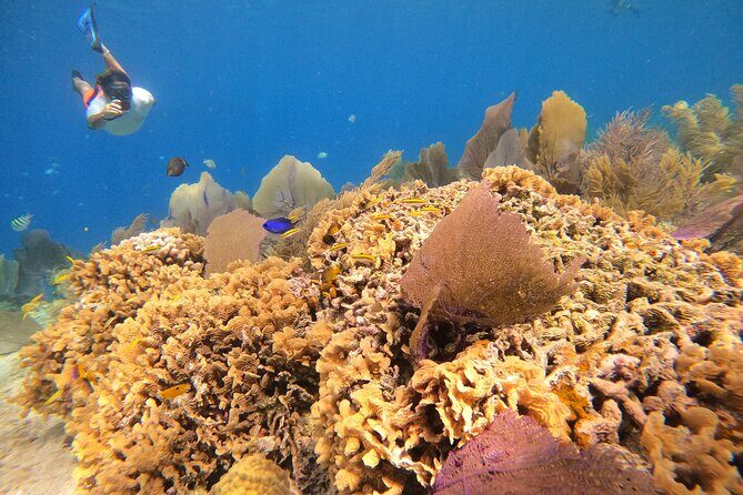 El Cielo and Snorkeling for Cruise Ship Passengers - A Closer Look at the Itinerary and Highlights