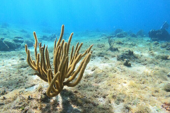 El Cielo and Snorkeling for Cruise Ship Passengers - The Practicalities: Pricing, Duration, and What You Get