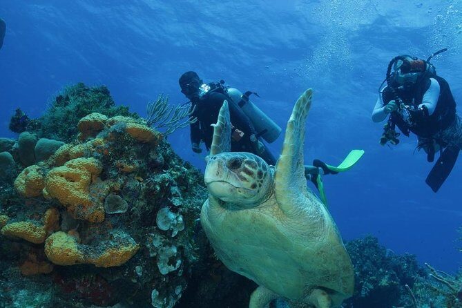 El Cielo Cozumel - Introduction: What to Expect and Why It’s Worth Considering