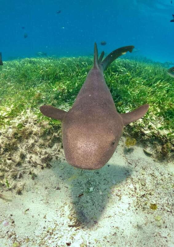 El Cielo Cozumel private snorkel tour - What Makes This Snorkel Tour Stand Out
