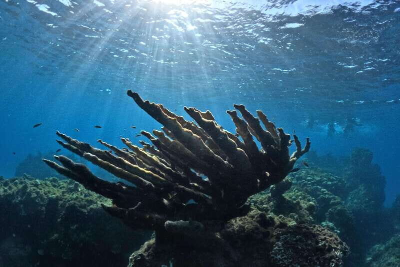 El Cielo Cozumel private snorkel tour - Practical Considerations and Value