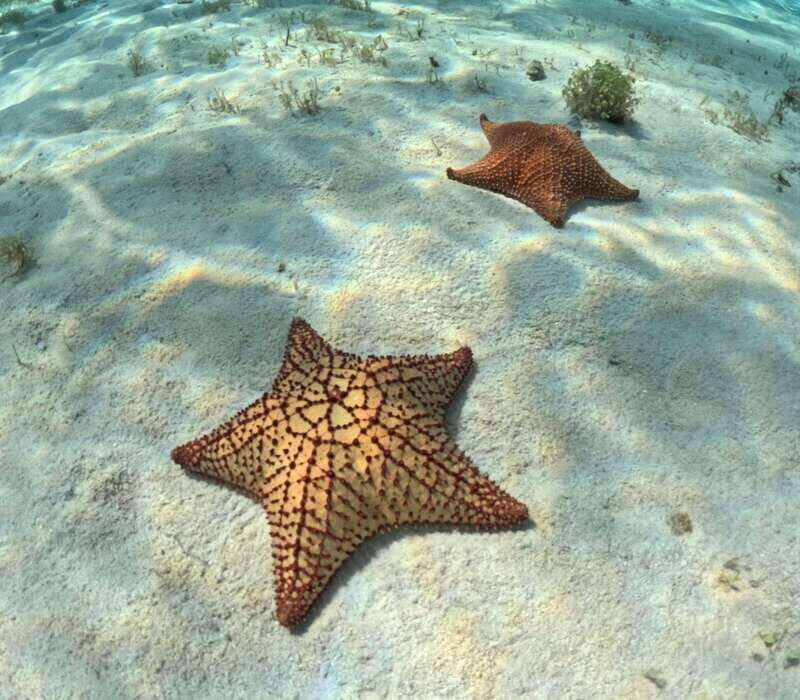 El Cielo Cozumel private snorkel tour - The Sum Up