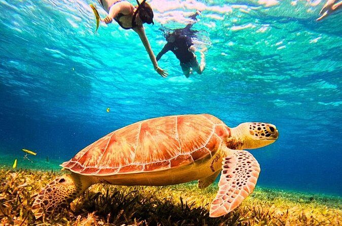 El Cielo Cozumel Snorkel Private Tour Big Group + Food Drinks - FAQs