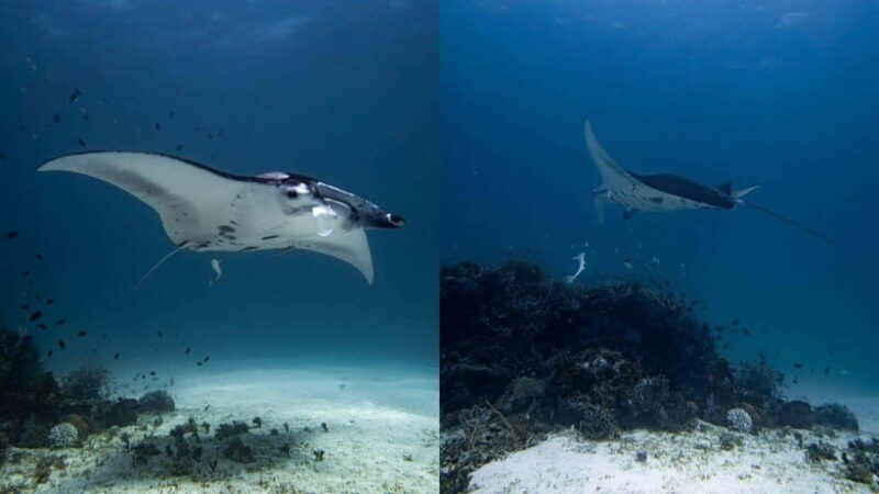 El Nido: Discover Scuba Diving with Manta Rays in Sibaltan - Key Points