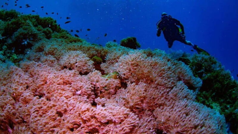 El Nido: Discover Scuba Diving with Manta Rays in Sibaltan - Practical Details and Considerations