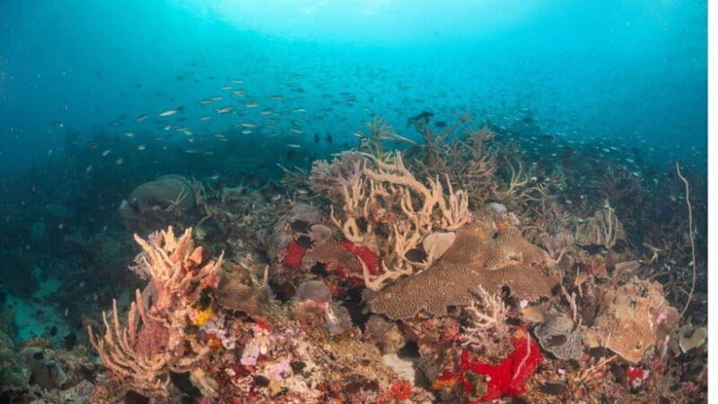 El Nido: Discover Scuba Diving with Manta Rays in Sibaltan - Who Is This Tour Best For?