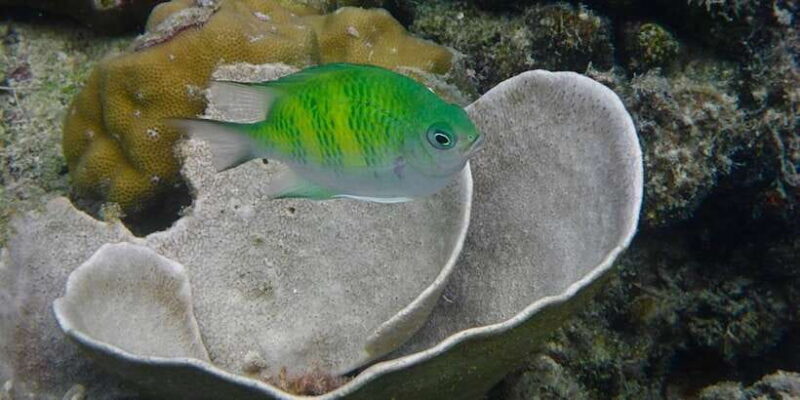 El Nido: Hidden Beaches and Lagoons Boat Hopping Tour D - The Experience: Pros and Cons