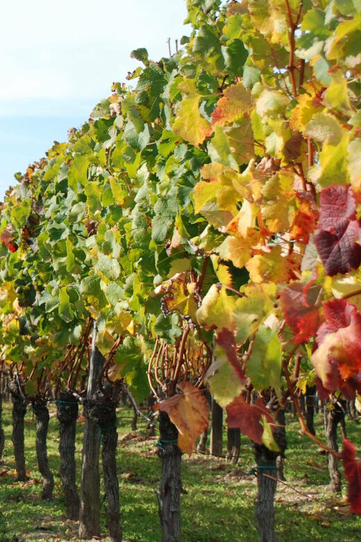 El Penedès: Cava Winery Small Group Tour - Frequently Asked Questions (FAQs)