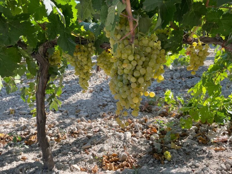 El Puerto de Santa María Winery and Tasting - Key Points