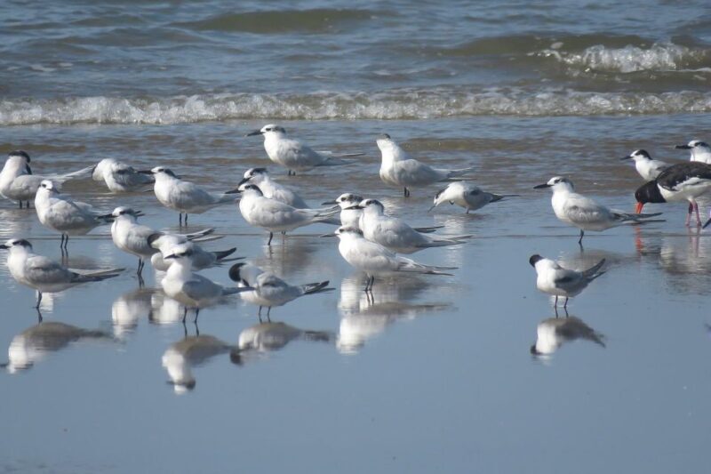 El Rocío: Doñana National Park 4x4 Guided Tour - Who Would Love This Tour?